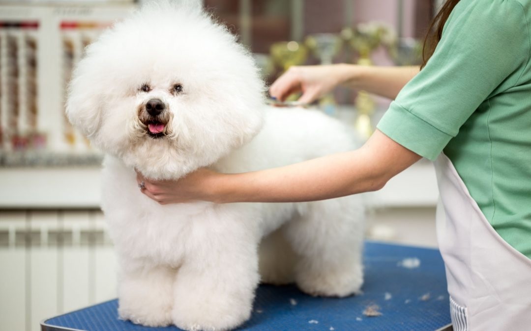 Readying your pet for the first grooming - the zeros before