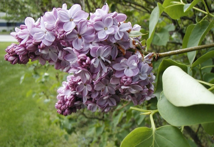 Benefits of having lilacs at home 700 words - the zeros before